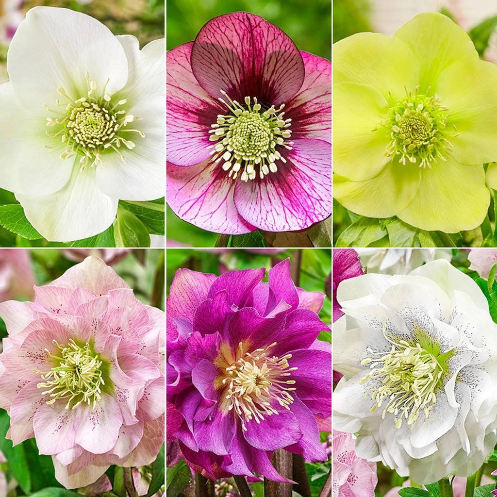 Living Legacy Wow Hellebore Collection | Buy Online | Breck's