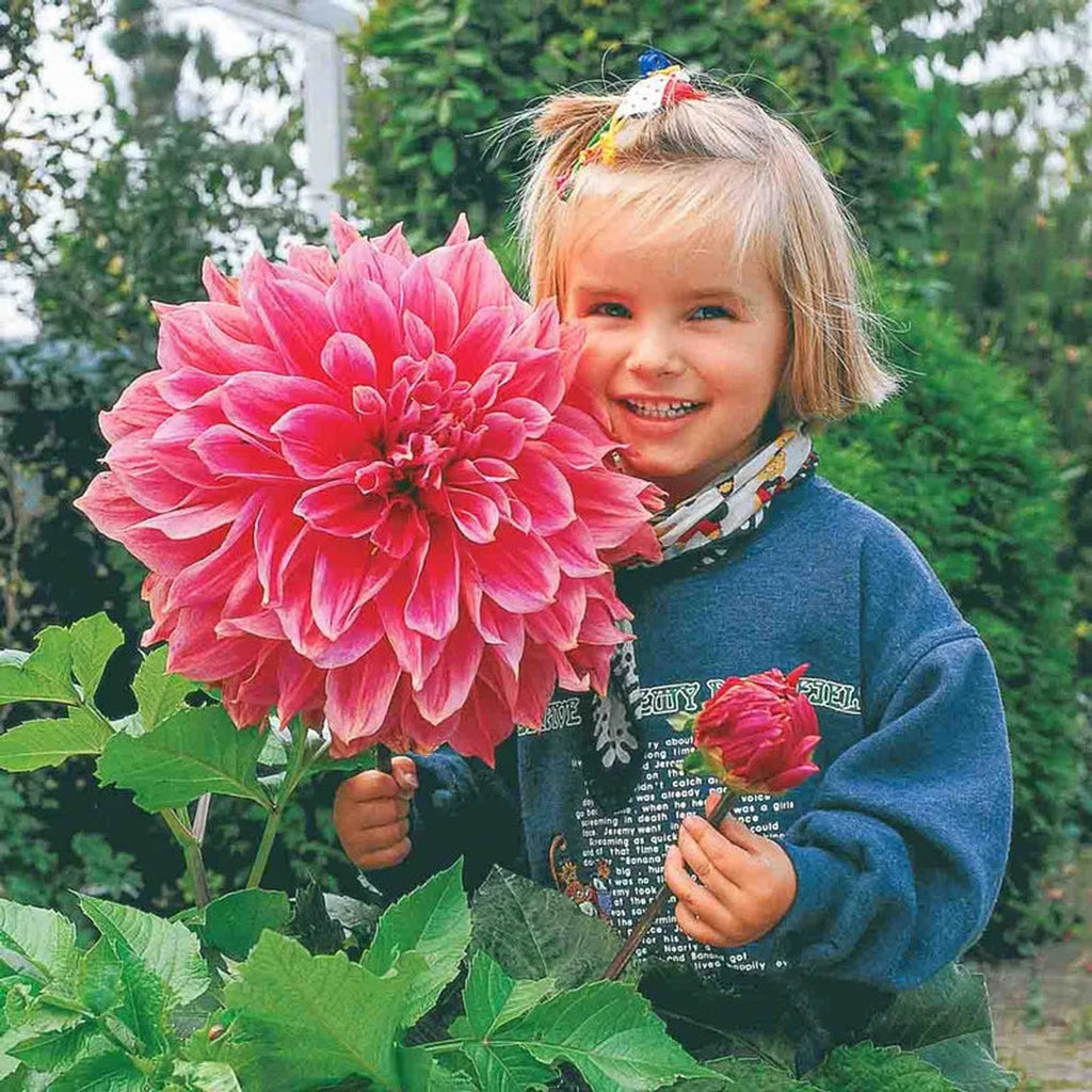 Emory Paul Dahlia | Buy XxL Wow Dahlias Online | Breck's