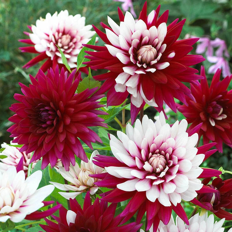 Rebeccas World Dahlia | Breck's