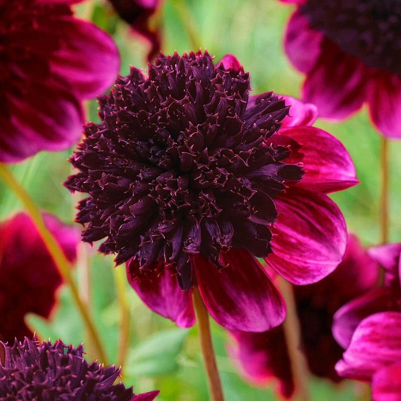Buy Rockstar Dahlia Online | Powder Puff Dahlias | Breck's