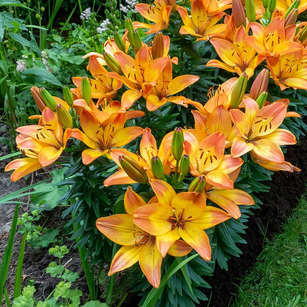 Happy Memories Carpet Border Lily | Breck's
