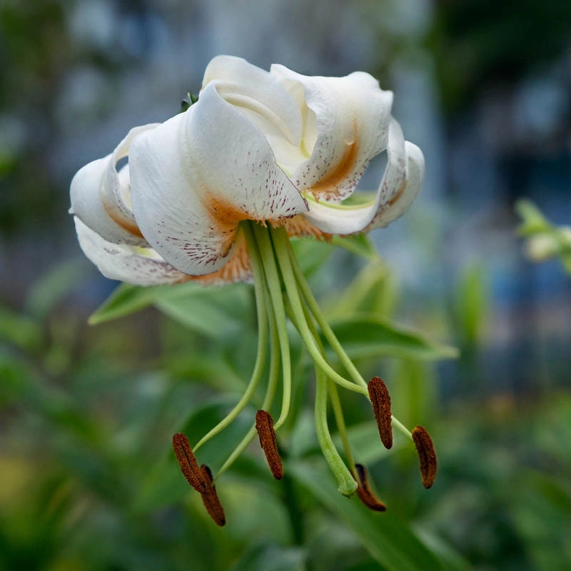 Lady Alice Turk's Cap Lily | Breck's – Brecks
