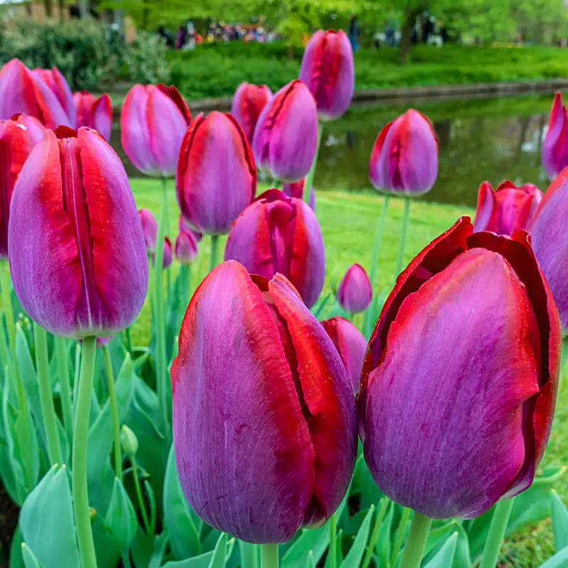 Pittsburg Tulip | Buy Online | Breck's – Brecks