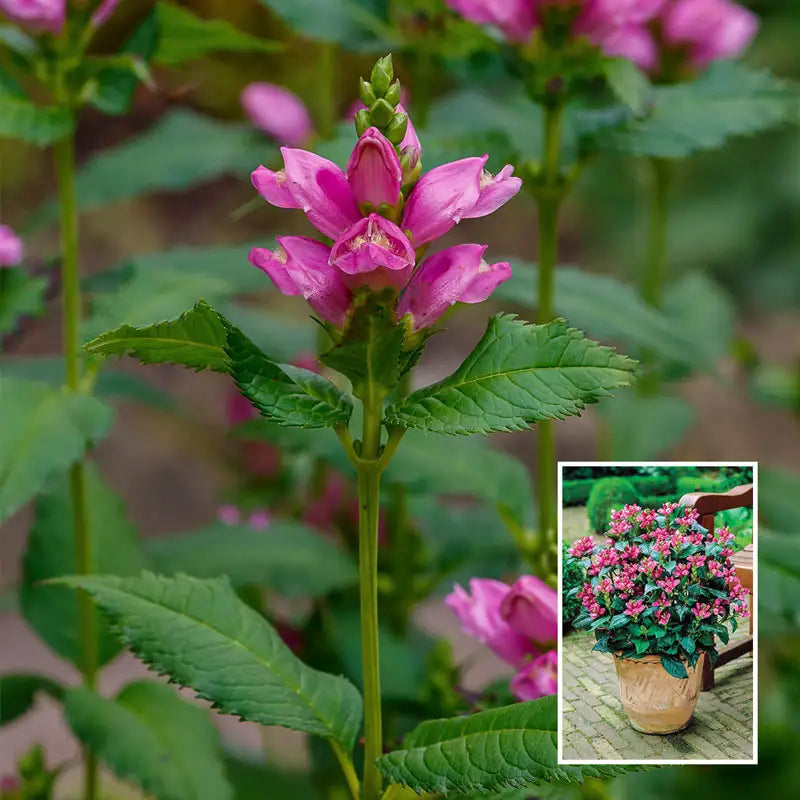 Red Turtlehead | Breck's