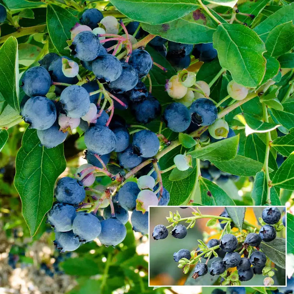 Echo Half-High Blueberry Plant – Breck's