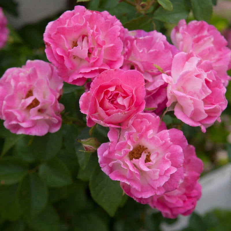 Cupid's Kisses Miniature Rose | Breck's
