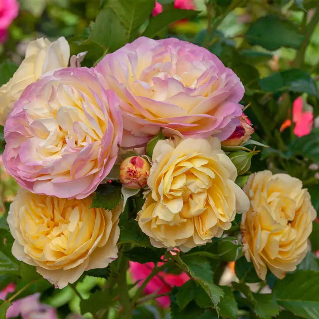 Life of the Party Floribunda Rose | Buy Online at Breck's