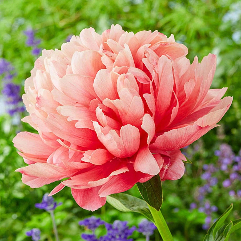 Shop Lorelei Peony Online | Peonies for Sale | Breck's