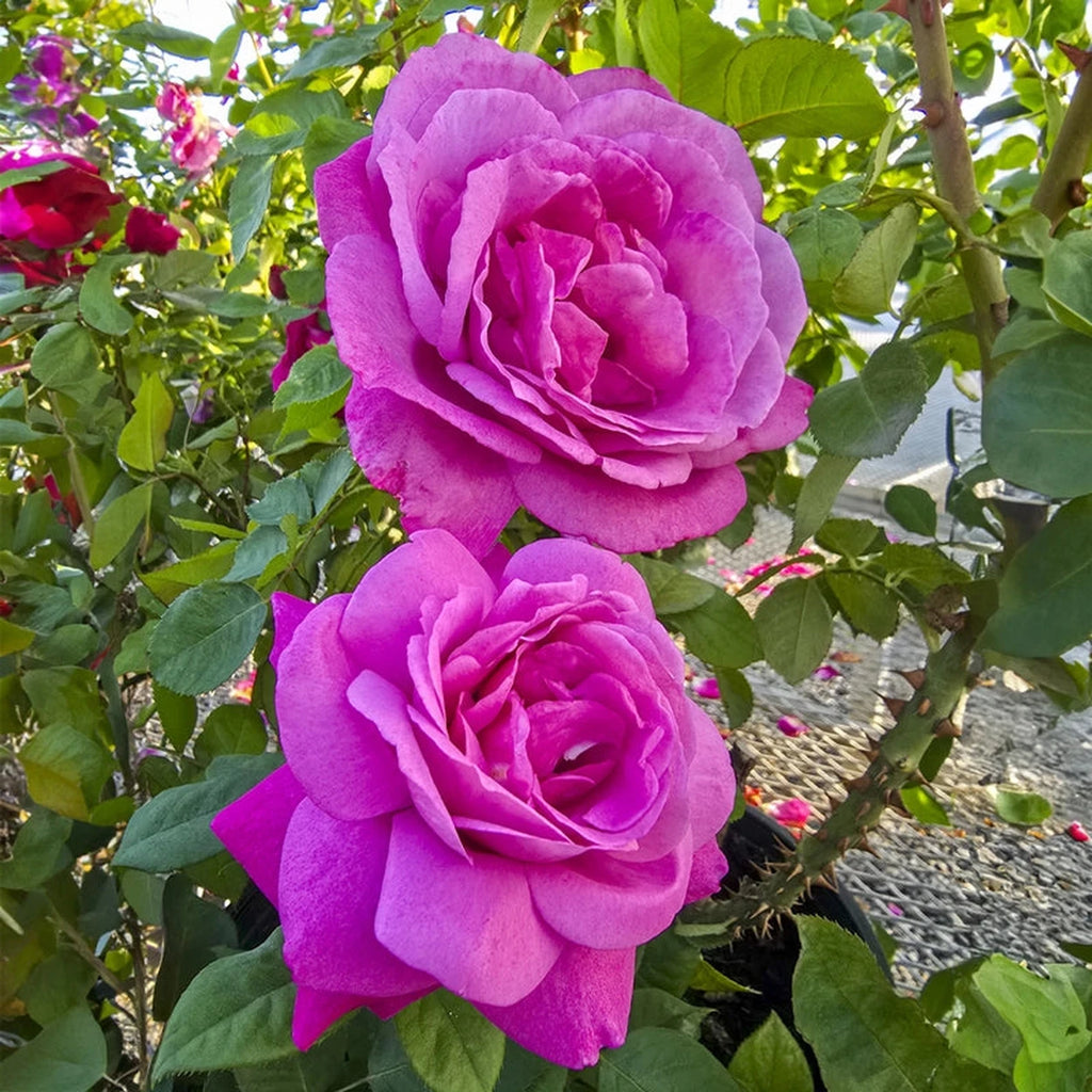 Heirloom Hybrid Tea Rose – Breck's