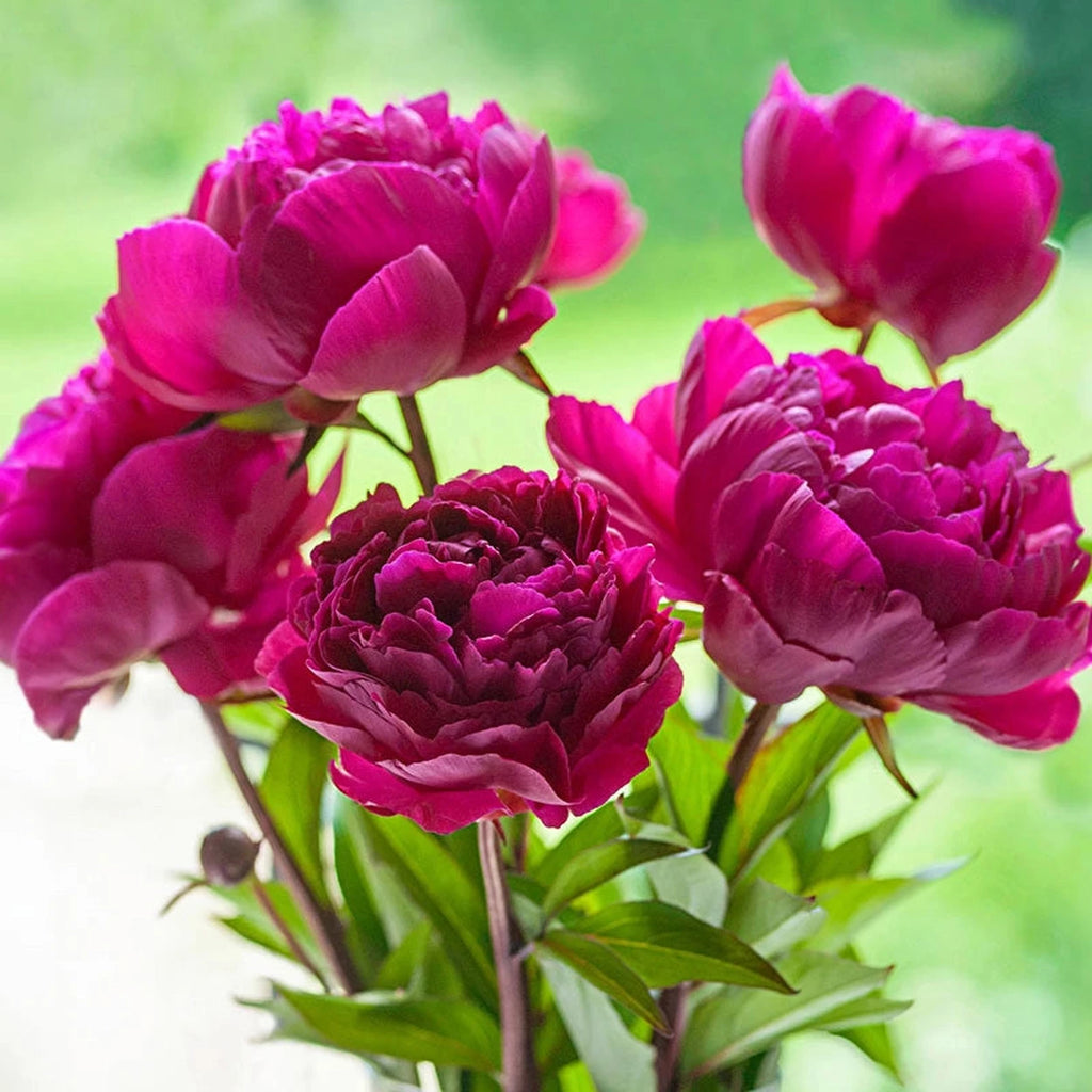 Buy Felix Crousse Peony | Historic Peonies for Sale | Breck's