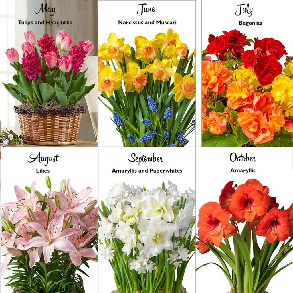 Bulb Garden of the Month Club - Flowers | Breck's Gifts