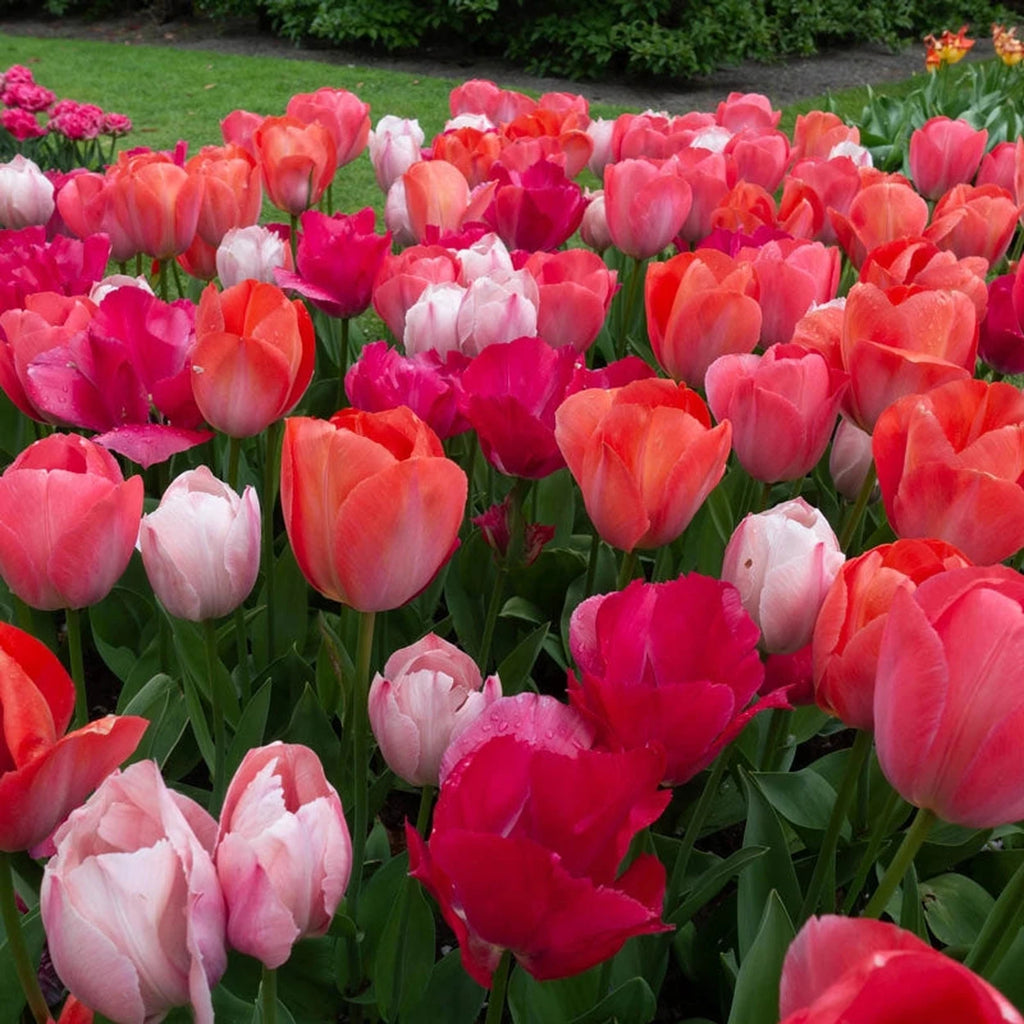 Shop Sealed with a Kiss Tulip Mix | Tulip Bulbs | Breck's