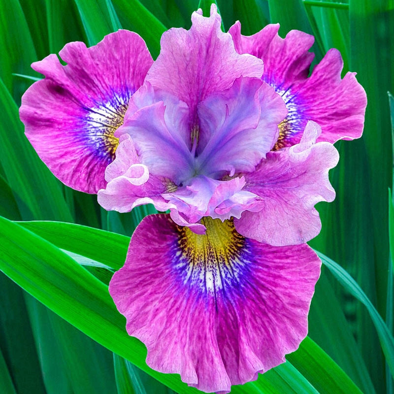 Careless Sally Siberian Iris | Buy Irises Online | Breck's