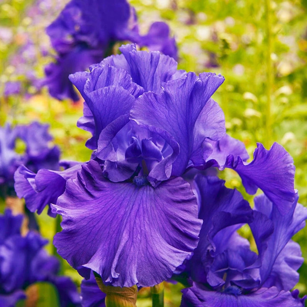 Buy Devil's Lake Bearded Irises | Sun Perennials | Breck's