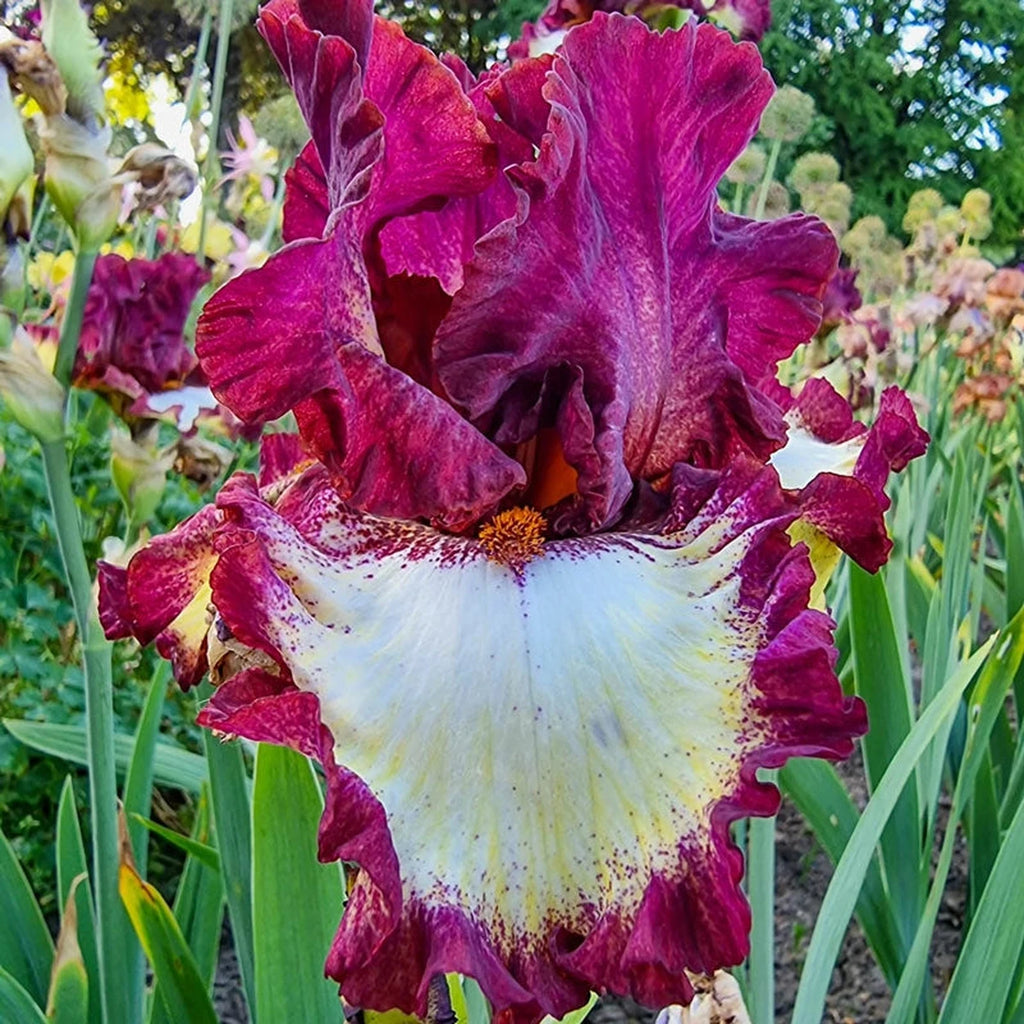 Buy Class Ring Bearded Iris Online | Plicata Irises | Breck's