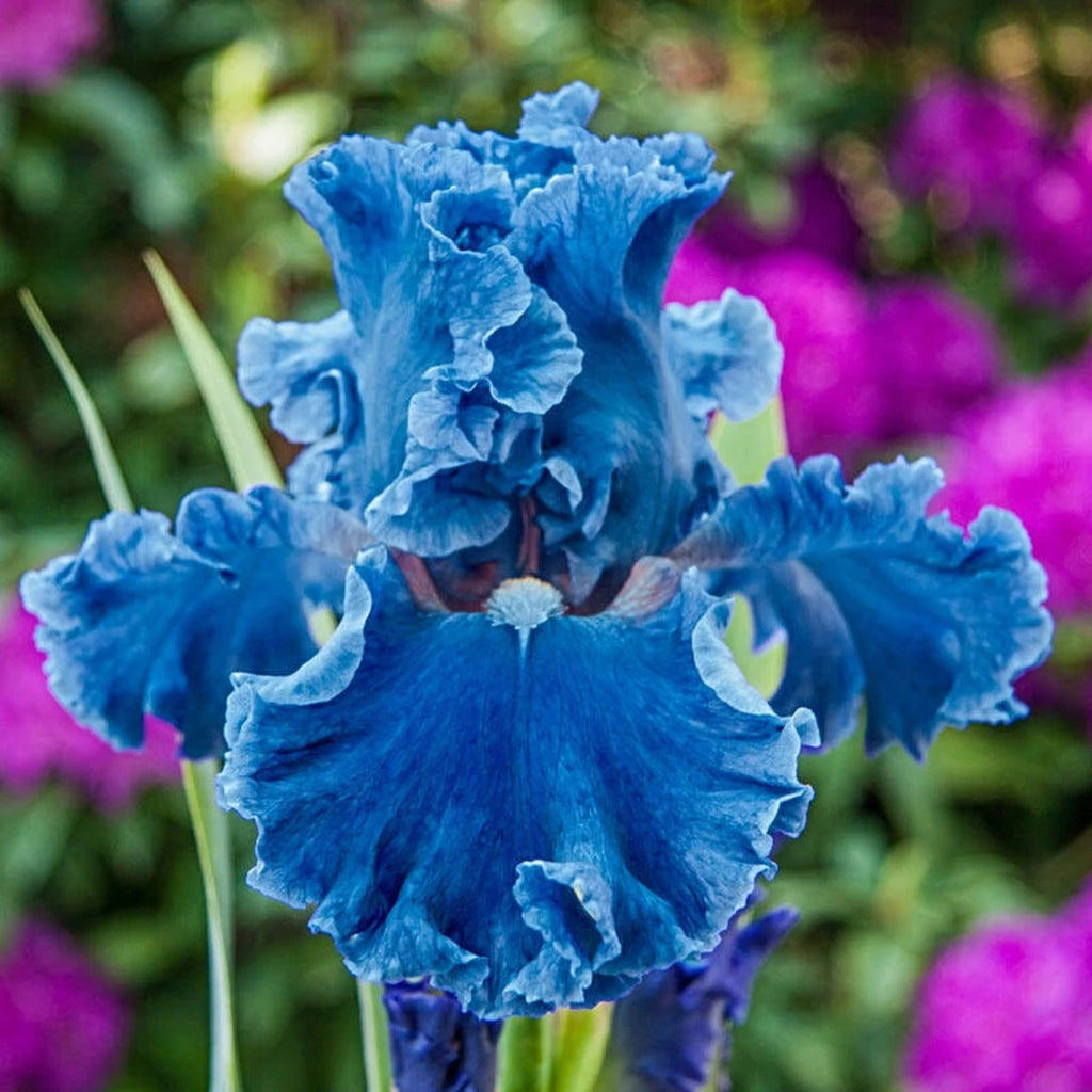 Bubbling Waves Bearded Iris | Breck's
