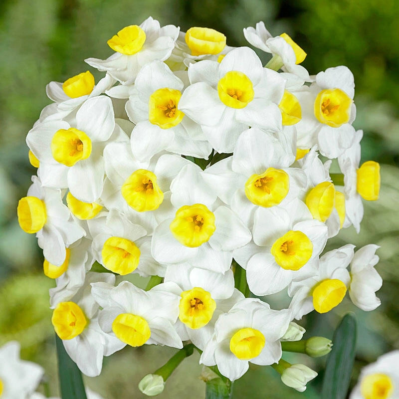 Avalanche Daffodil | Buy Online | Breck's