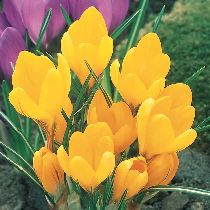 Shop Yellow Mammoth Giant Dutch Crocus | Breck's