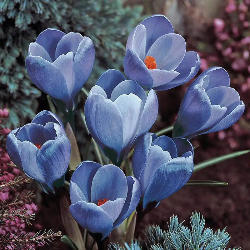 Remembrance Giant Dutch Crocus | Breck's – Brecks