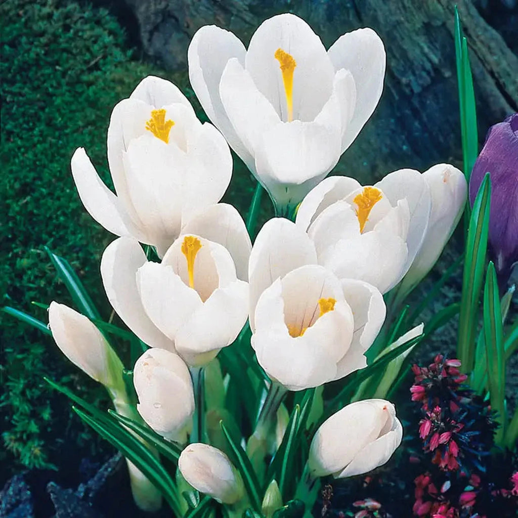 Jeanne d'Arc Giant Dutch Crocus | Breck's – Brecks