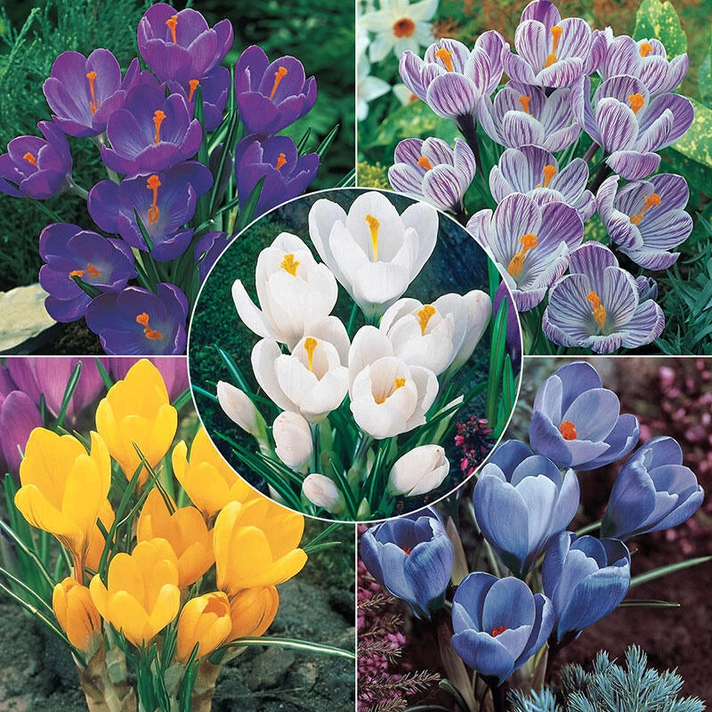 Giant Crocus Bulbs for Naturalizing | Breck's