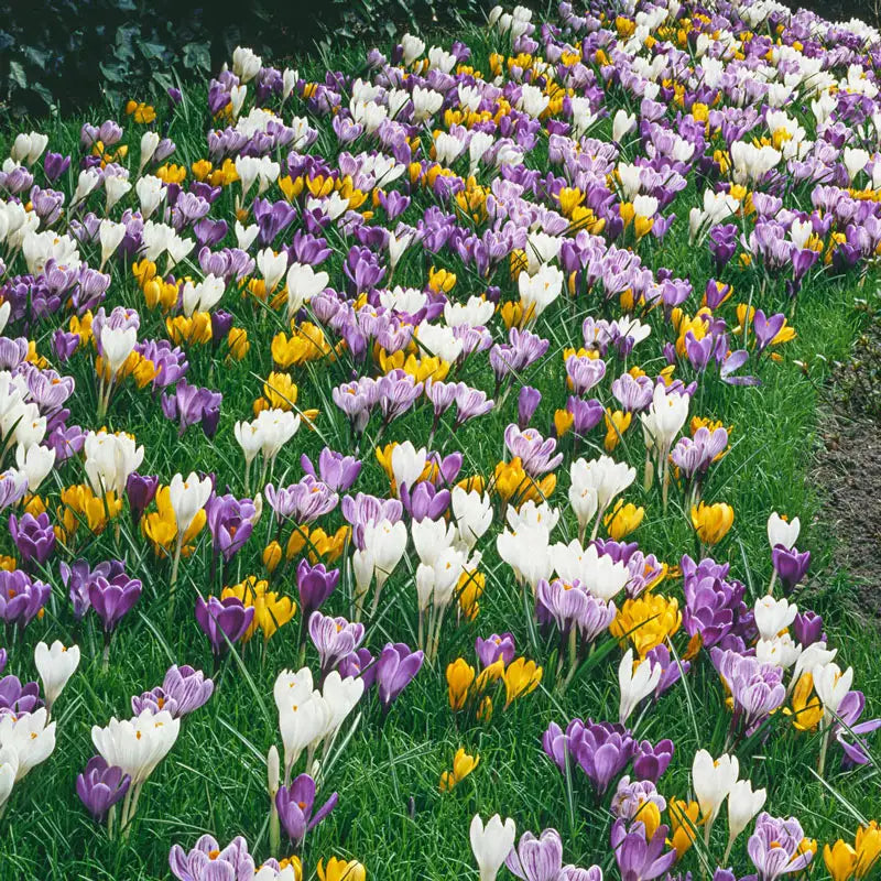 Giant Crocus for Naturalizing | Breck's