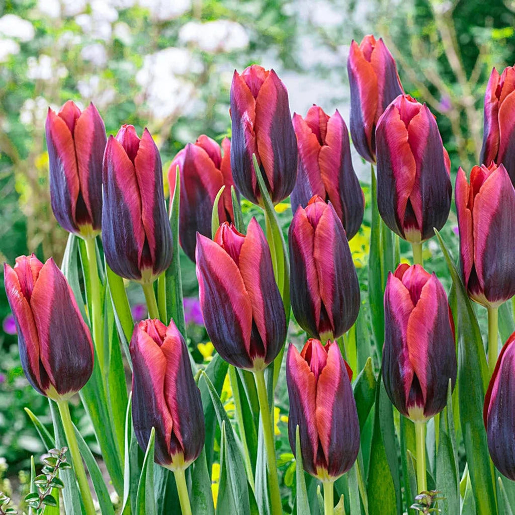 Slawa Tulip | Breck's – Brecks
