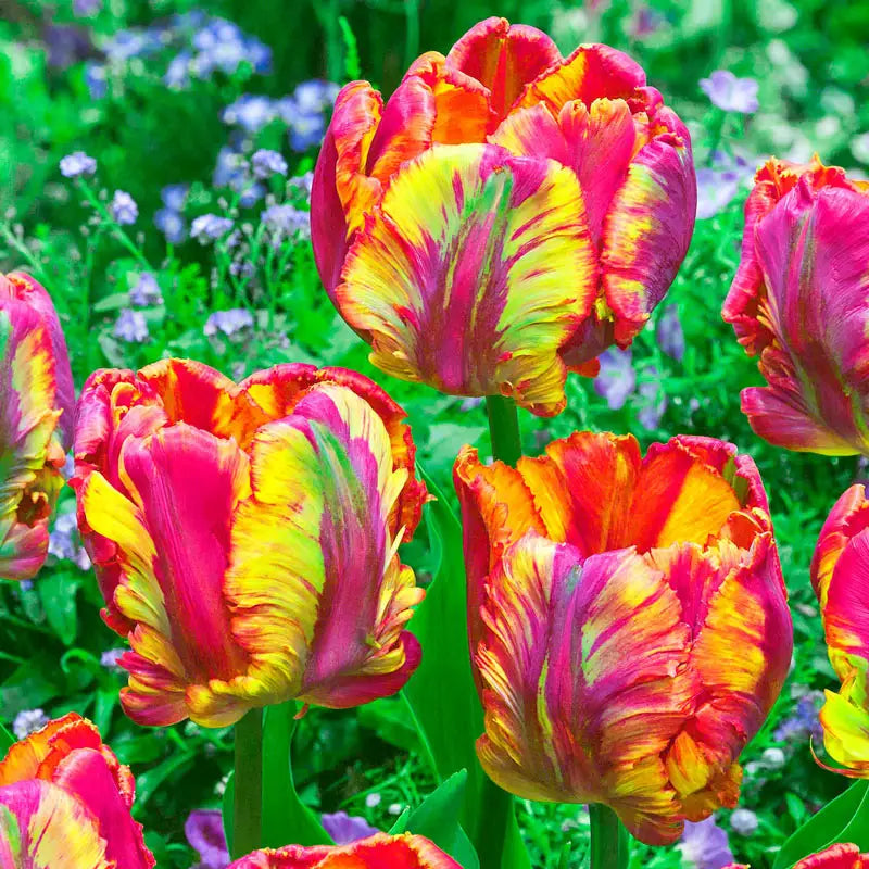Buy Rainbow Parrot Tulip | Spring Bulbs | Breck's