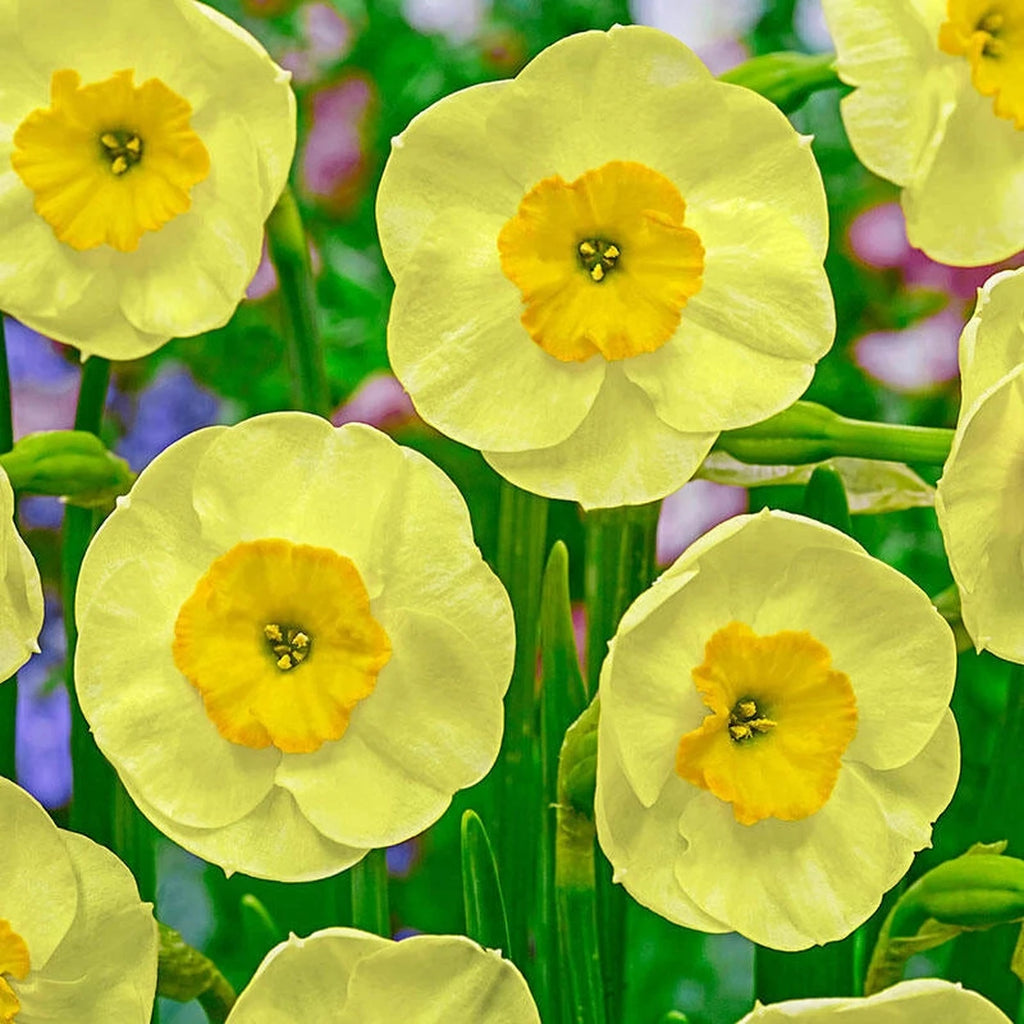 Sun Disc Daffodil | Breck's