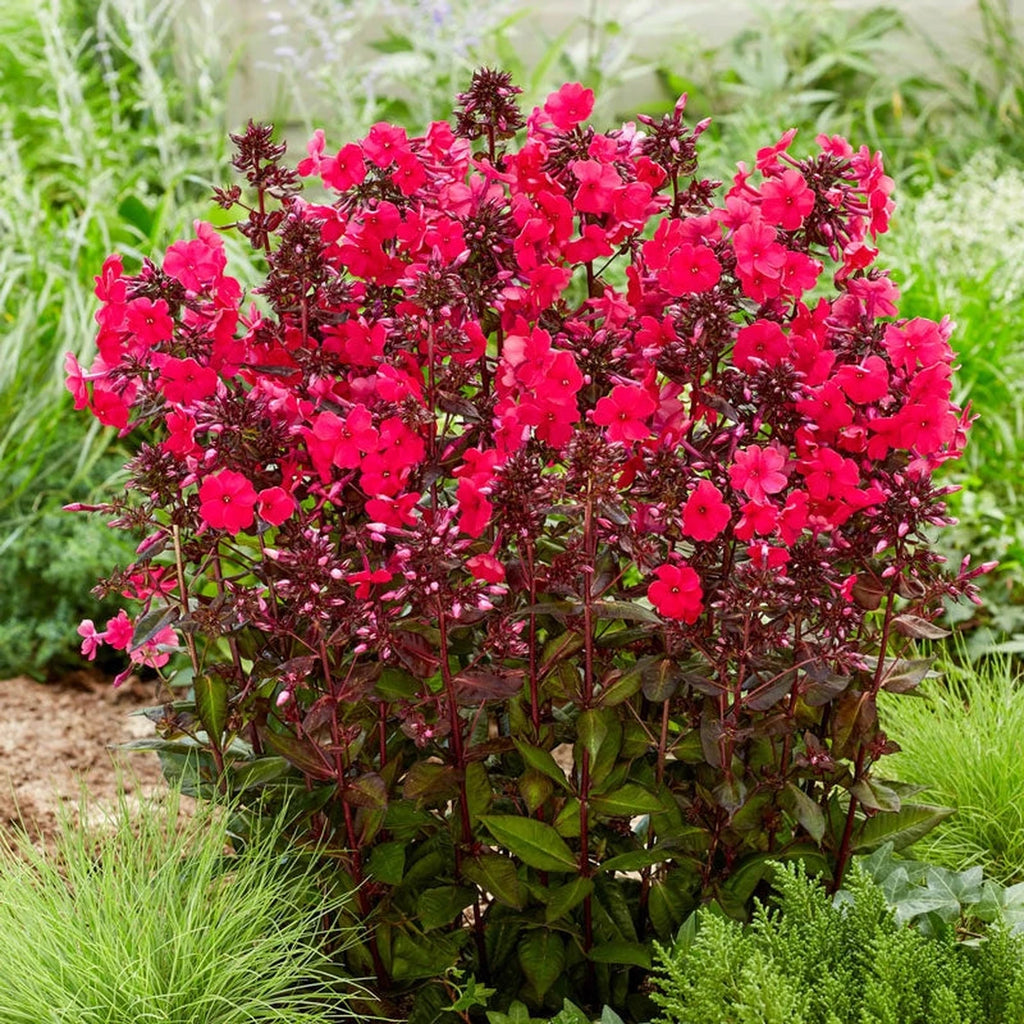 Shop Starfire Phlox Online | Sun Perennials | Breck's
