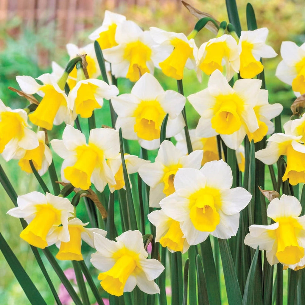 Golden Echo Daffodil | Breck's