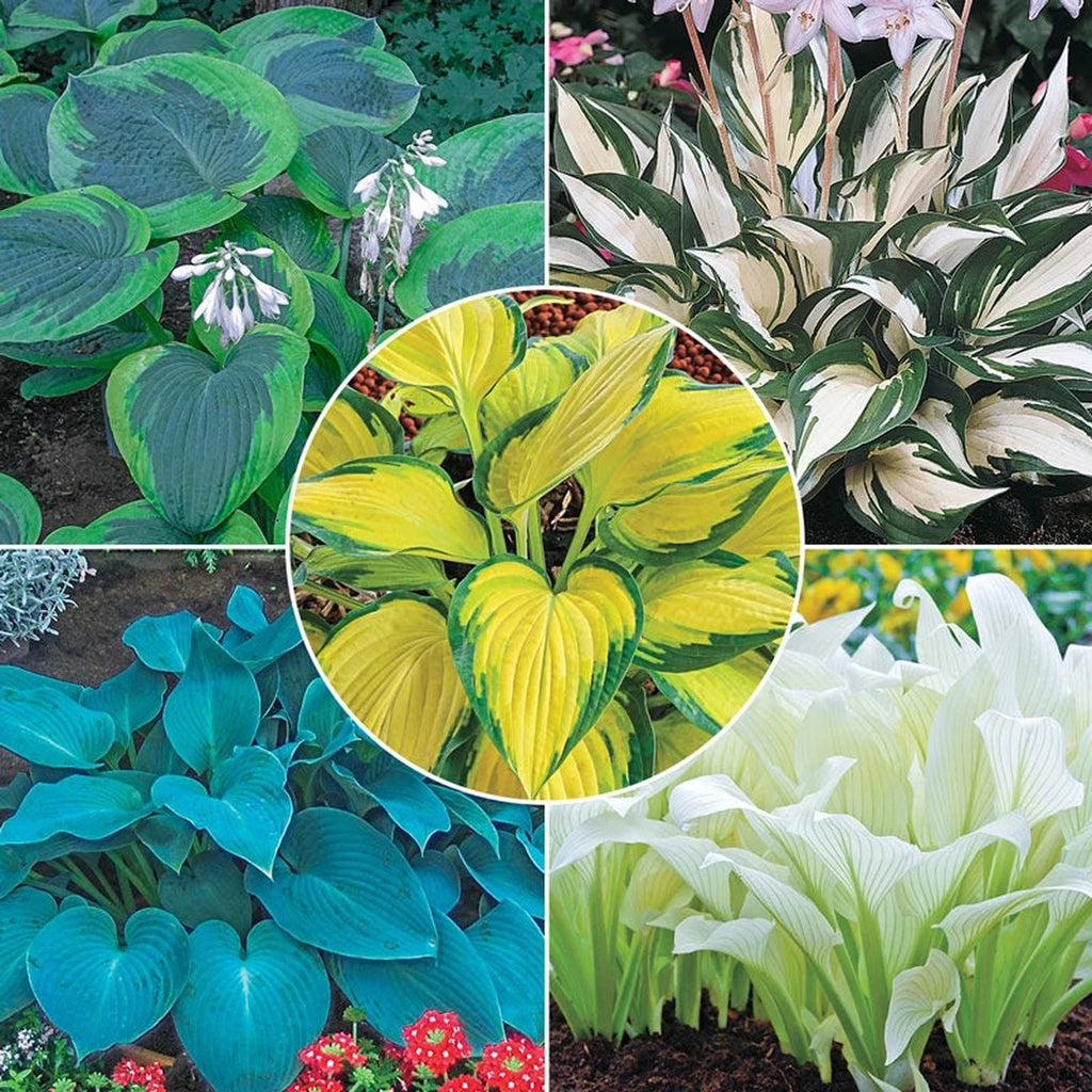 Exotic Colour Hosta Collection | Hostas for Sale | Breck's