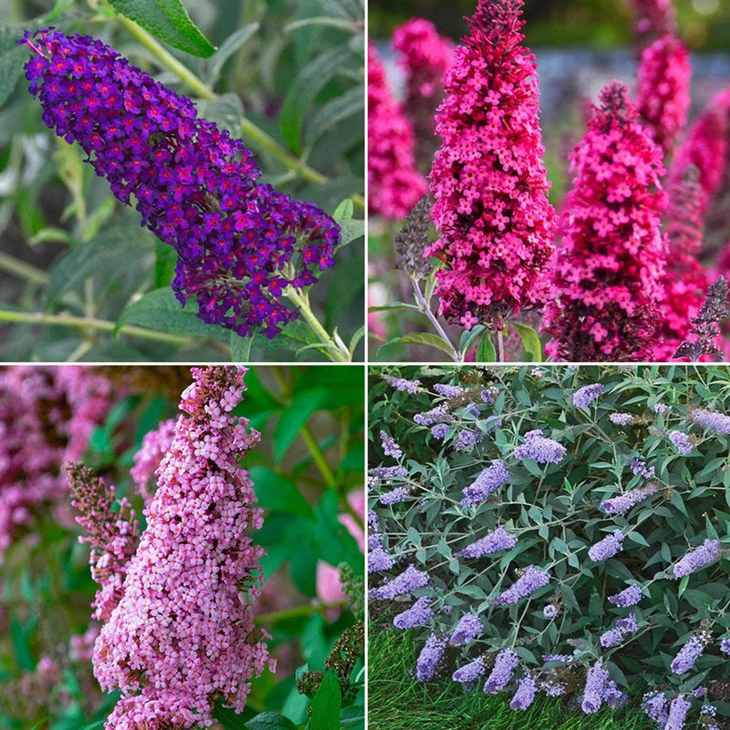MONARCH Butterfly Bush Collection | Shop Online | Breck's