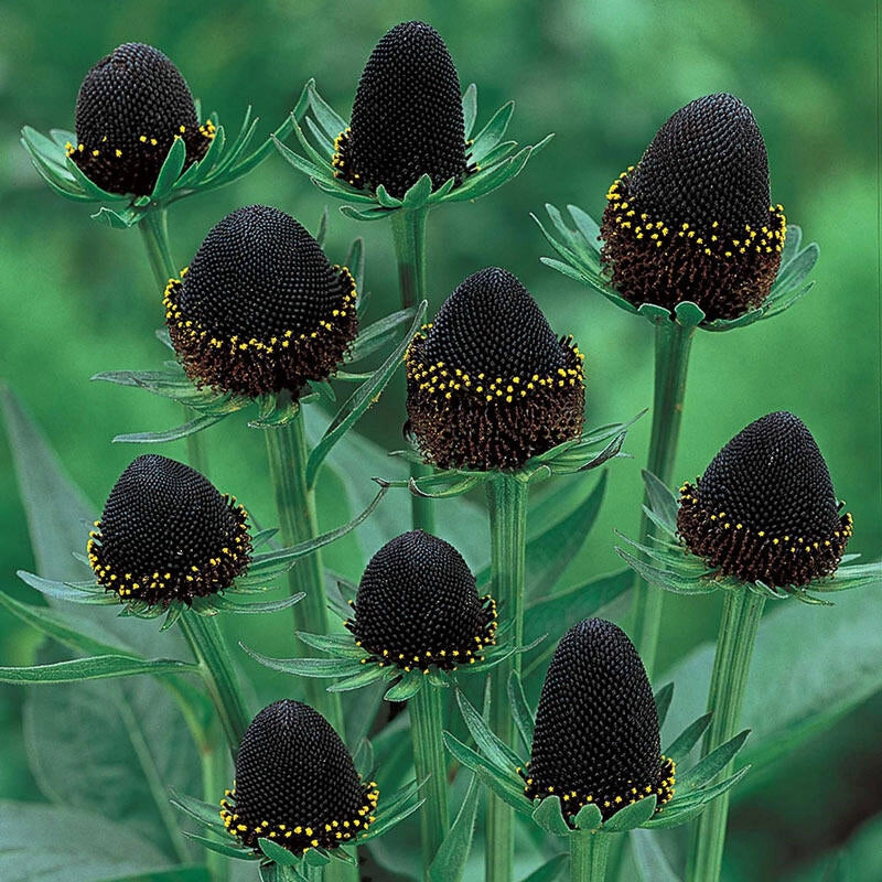 Green Wizard Coneflower | Breck's