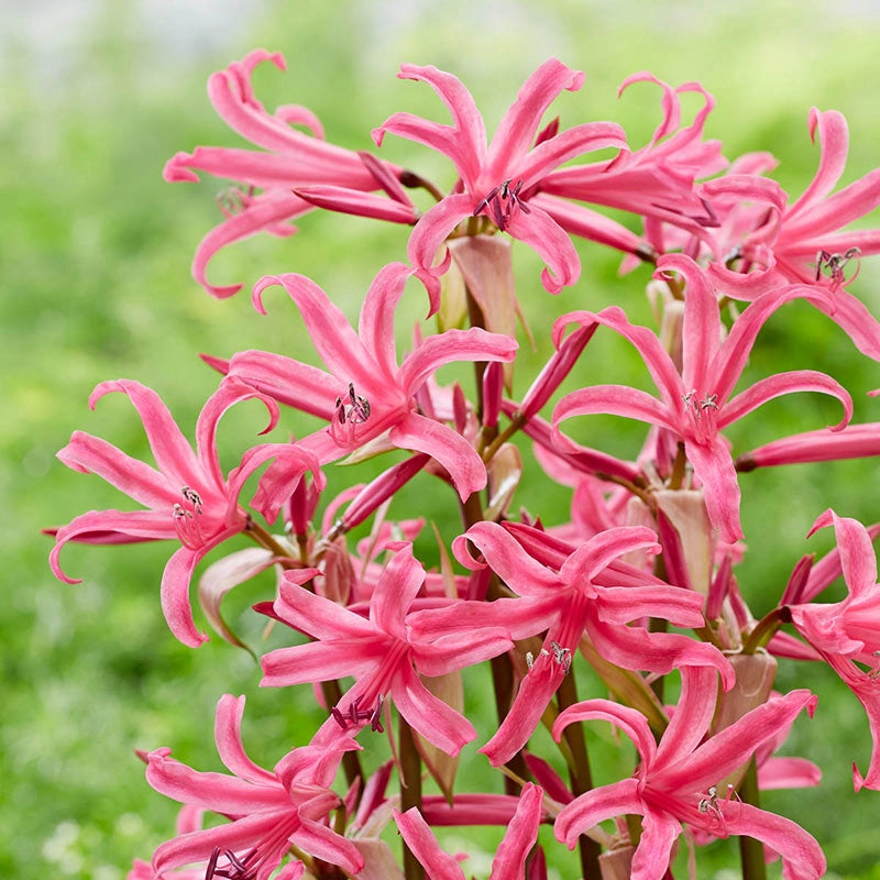 Buy Anastasia Naked Lady | Spring Planted Bulbs | Breck's