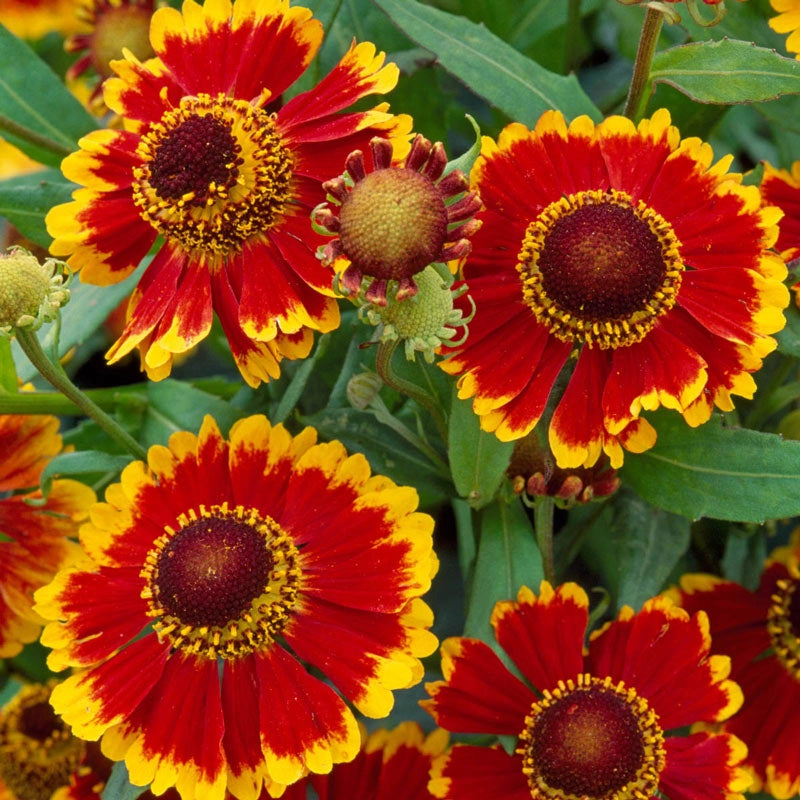 Buy Biedermeier Helenium Online | Sun Perennials | Breck's