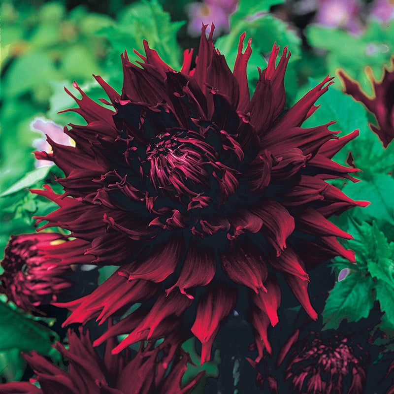 Shop Kenora Macob Dahlia | Breck's