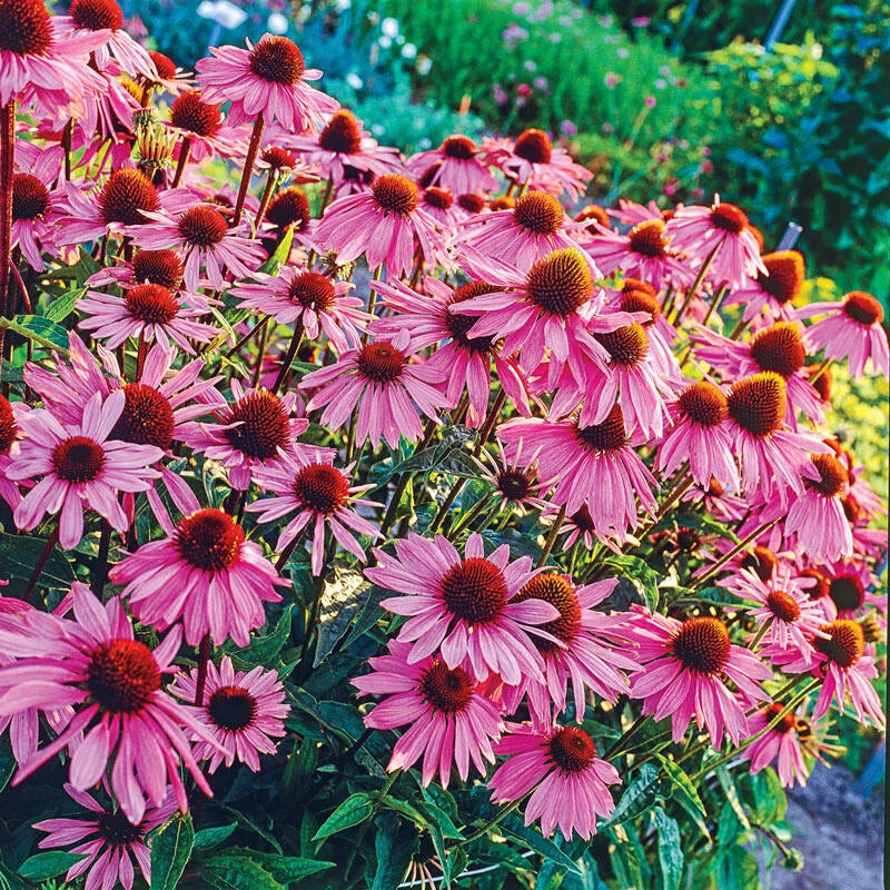 Magnus Coneflower | Breck's
