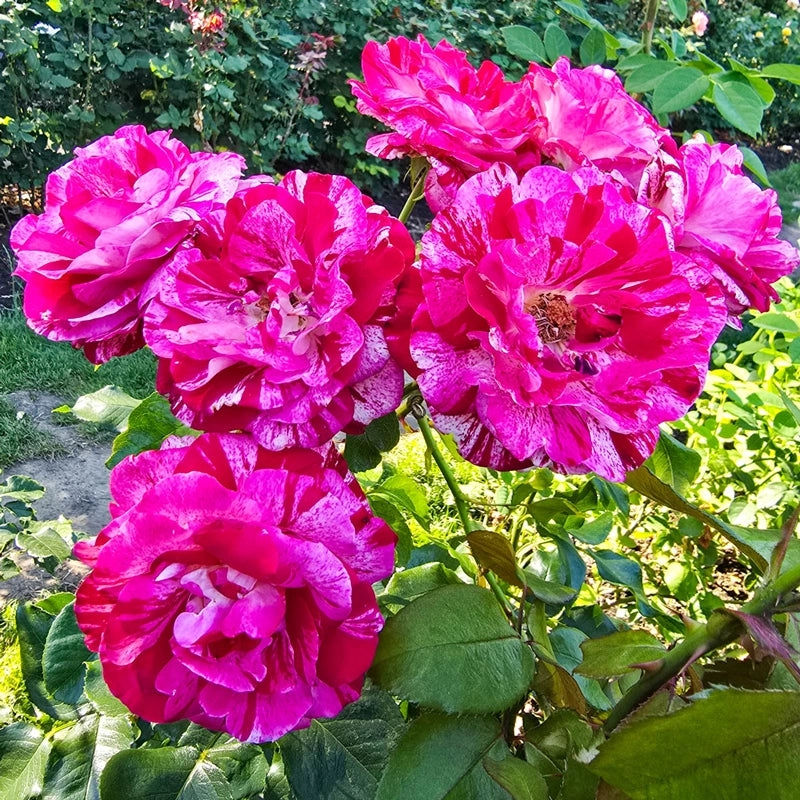 Purple Tiger Floribunda Rose | Shop Roses | Breck's