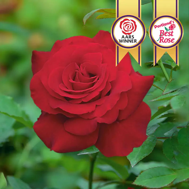 Opening Night™ Hybrid Tea Rose | Sun Perennials | Breck’s