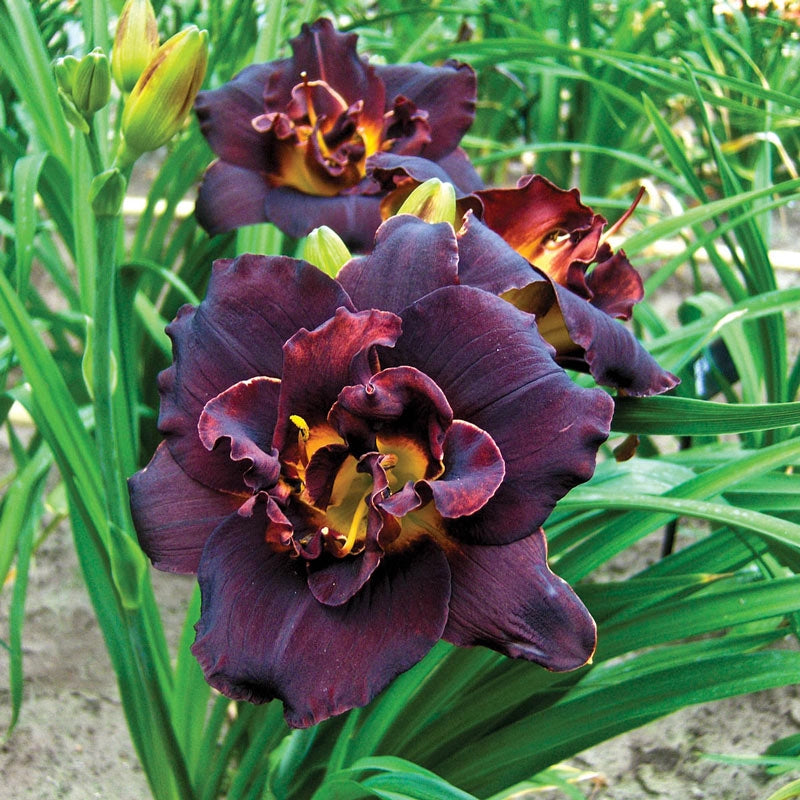 Voodoo Dancer Reblooming Daylily | Shop Online | Breck's