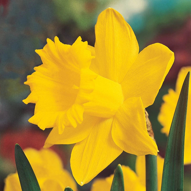 Breck's Colossal Daffodil - Giant Yellow Daffodils | Breck's