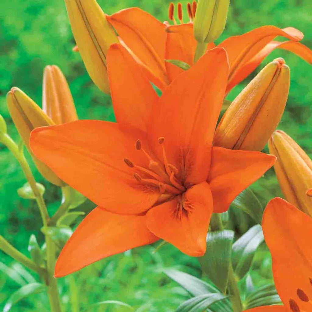 Orange Lily - Browse Our Orange Asiatic Lilies | Breck's