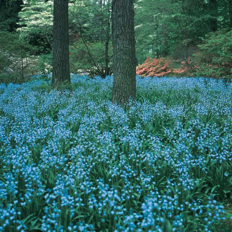 Bluebells - Shop Our Stunning English Bluebell Bulbs | Breck's – Brecks