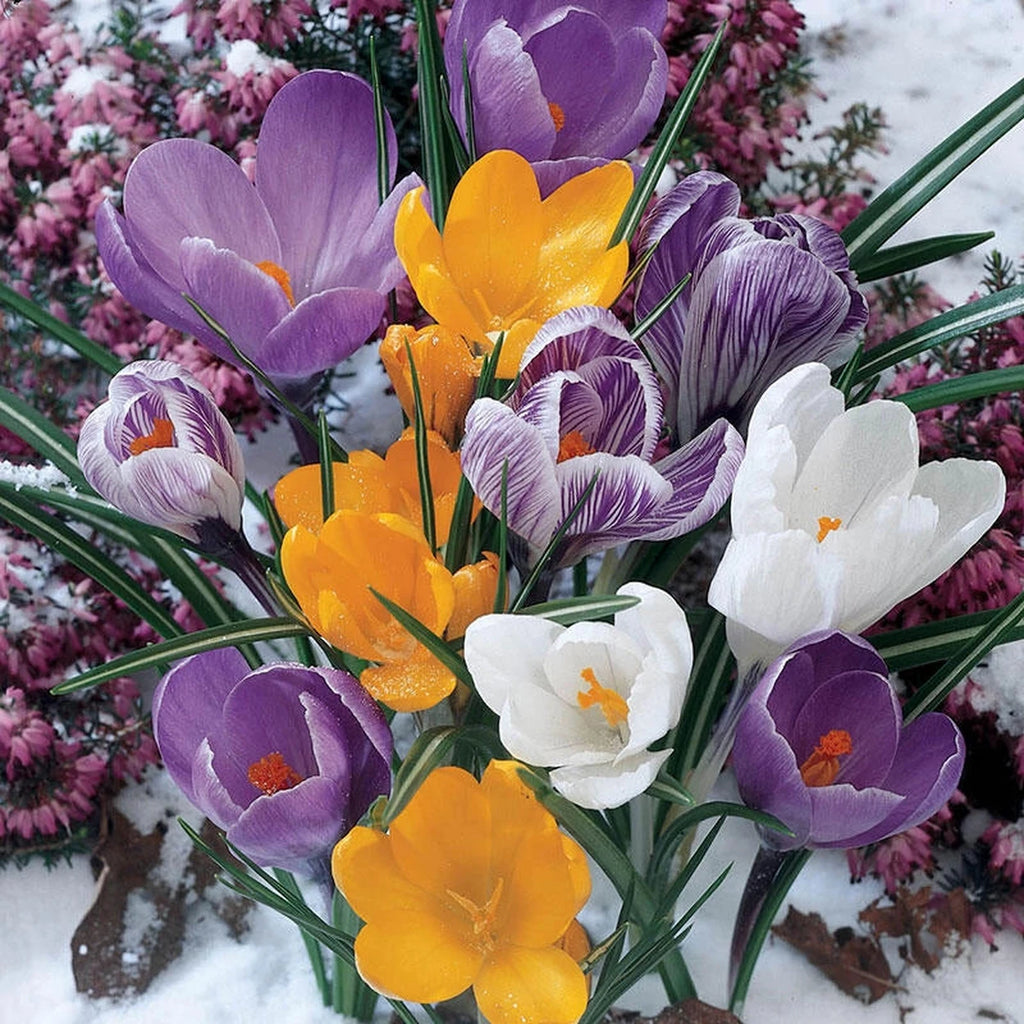 Mixed Crocus Super Sak | Breck's