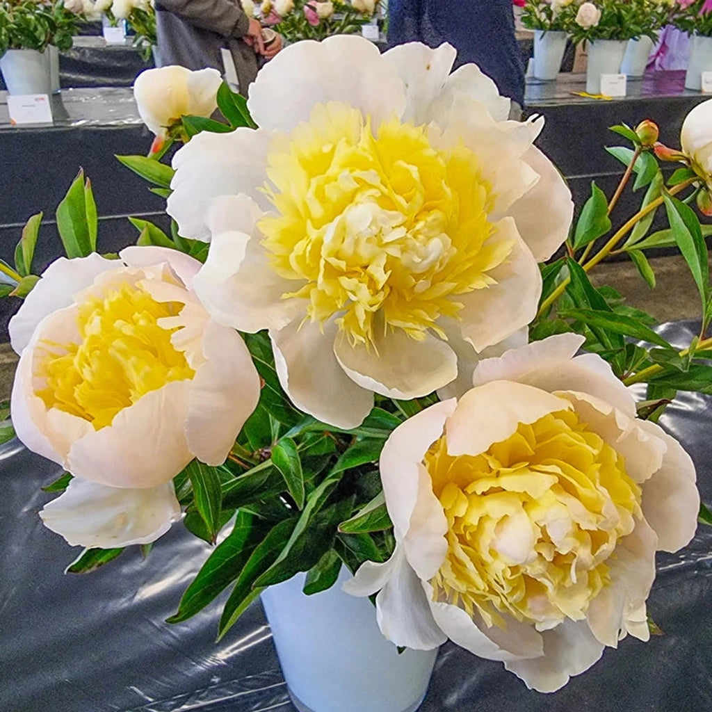 Buy Laura Dessert Peony Online | Sun Perennials | Breck's