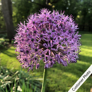 Persian Blue Allium - Purple Sensation Allium | Breck's – Brecks