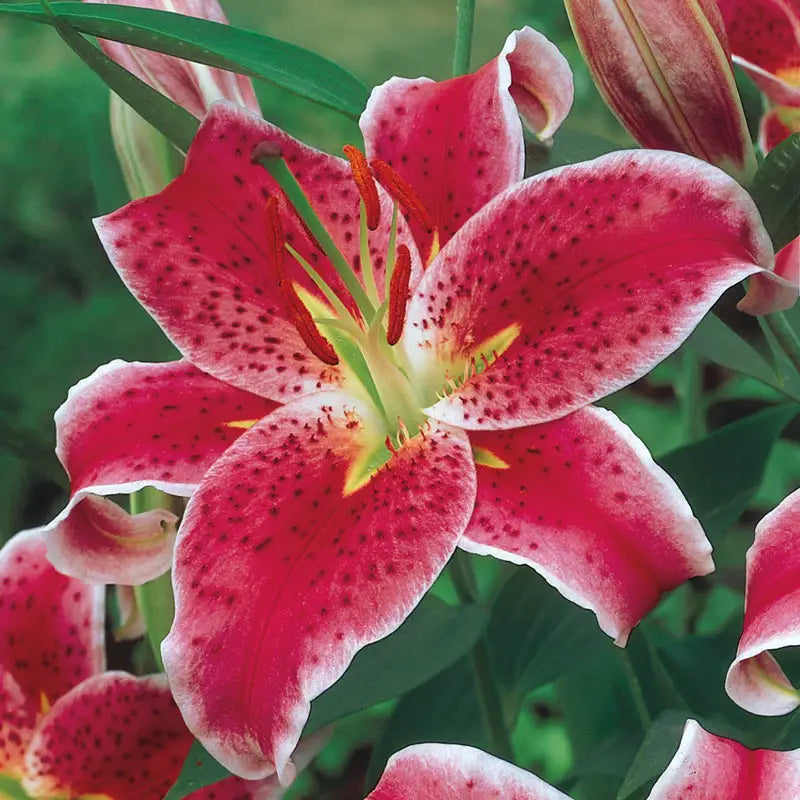 Stargazer Lily Bulbs - Pink Stargazer Lilies | Breck's – Brecks