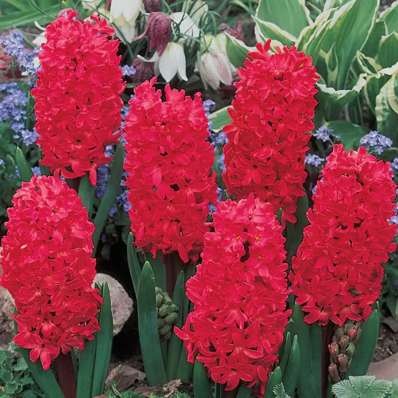 Red Hyacinth Bulbs - Shop Our Jan Bos Hyacinth Blooms | Breck's – Brecks