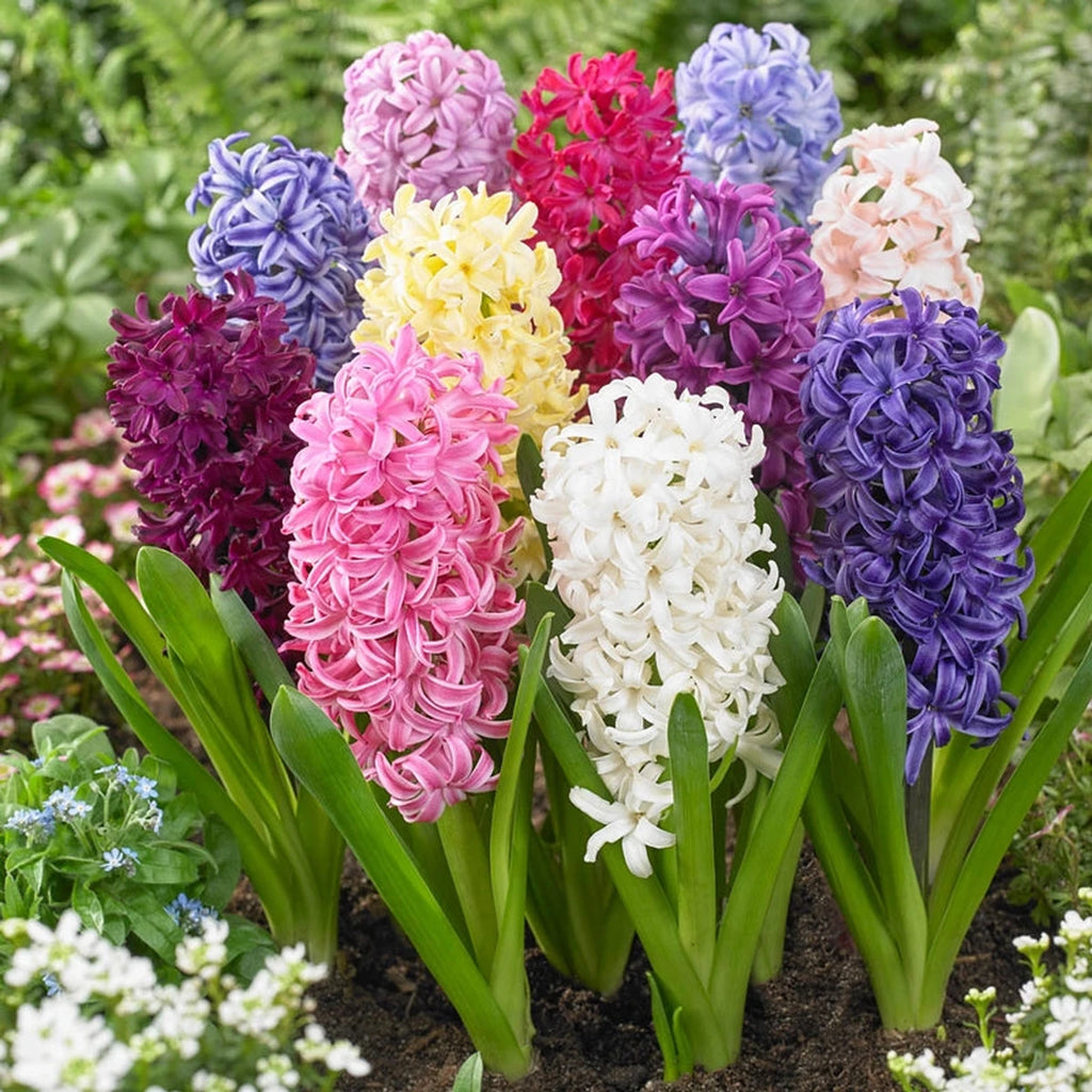 Giant Hyacinth Mixture - Jewel Tones | Breck's